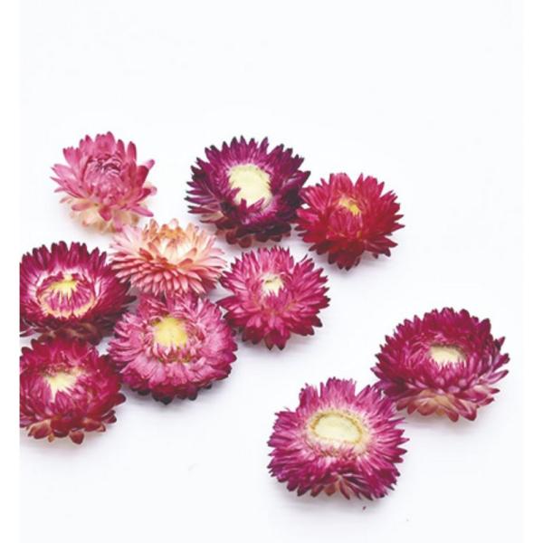 【商品番号：065-01366】/【VAR：48183】date20240909ドライフラワー花材 ヘリクリサム