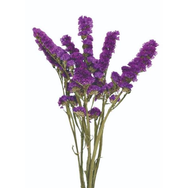 【商品番号：065-01370】/【VAR：48184】date20240909ドライフラワー花材 スターチス