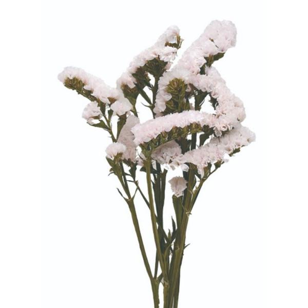 【商品番号：065-01374】/【VAR：48184】date20240909ドライフラワー花材 スターチス