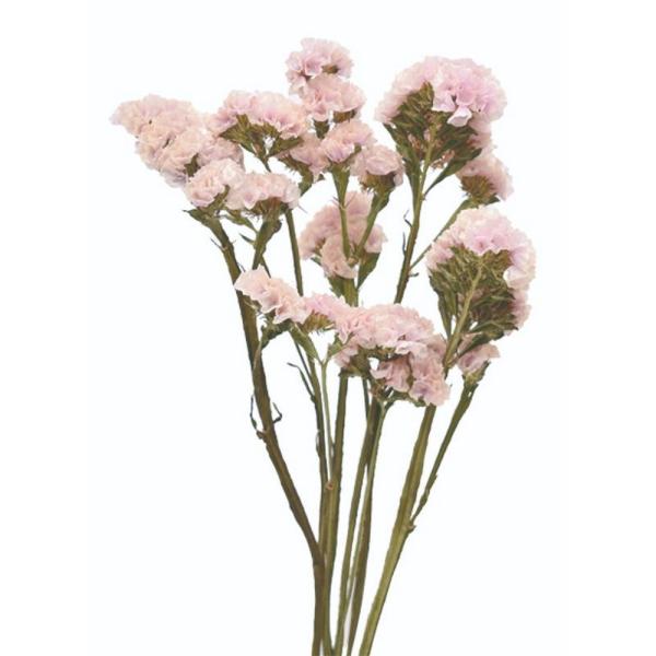 【商品番号：065-01377】/【VAR：48184】date20240909ドライフラワー花材 スターチス