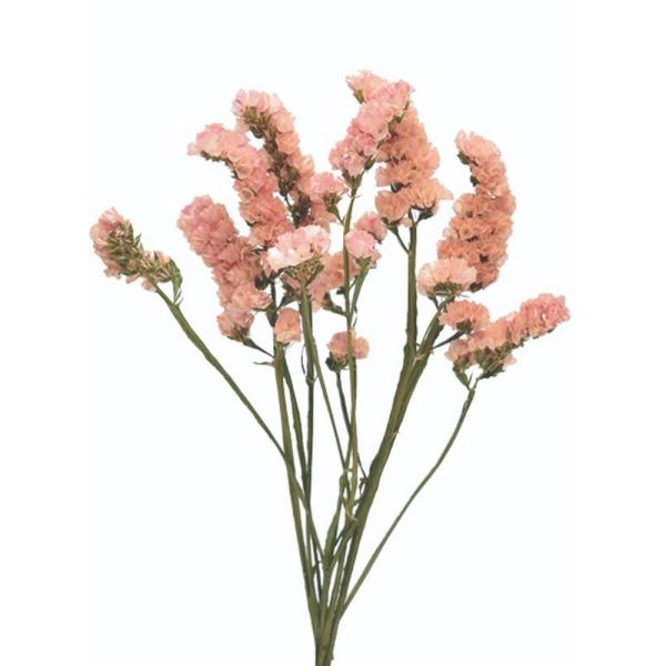 【商品番号：065-01381】/【VAR：48184】date20240909ドライフラワー花材 スターチス