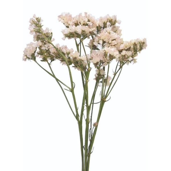 【商品番号：065-01384】/【VAR：48184】date20240909ドライフラワー花材 スターチス