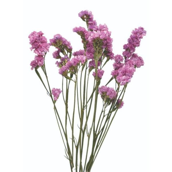 【商品番号：065-01385】/【VAR：48184】date20240909ドライフラワー花材 スターチス