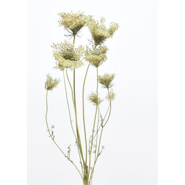 【商品番号：065-01390】/【販売単位】10束 ※表示価格は、この単位での金額となります/【VAR：】date20240909ドライフラワー花材 その他ドライフラワー【コアトレーディング】