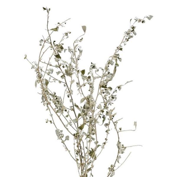 【商品番号：065-01396】/【販売単位】10束 ※表示価格は、この単位での金額となります/【VAR：】date20240909ドライ葉物 葉物【コアトレーディング】