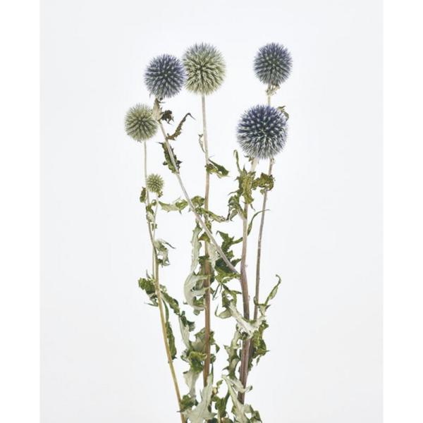【商品番号：065-01407】/【販売単位】10束 ※表示価格は、この単位での金額となります/【VAR：】date20240909ドライフラワー花材 アザミ・エリンジウム【コアトレーディング】