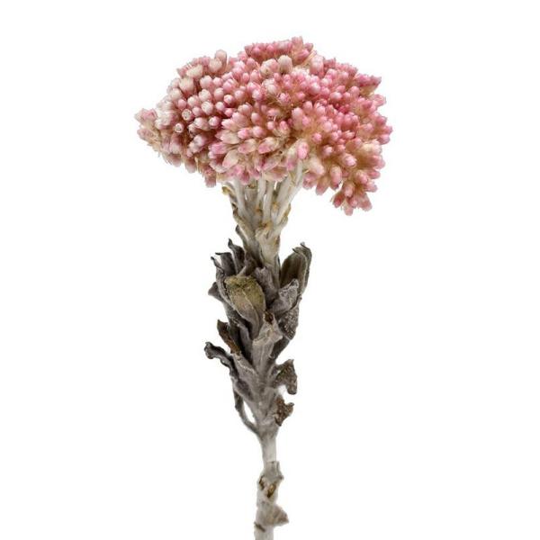 【商品番号：065-01413】/【販売単位】10束 ※表示価格は、この単位での金額となります/【VAR：】date20240909ドライフラワー花材 その他ドライフラワー【コアトレーディング】