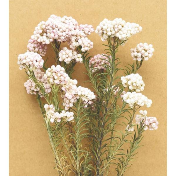 【商品番号：065-01429】/【VAR：81381】date20240909ドライワイルドフラワー その他ワイルドフラワー