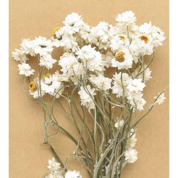 【商品番号：065-01430】/【VAR：81381】date20240909ドライフラワー花材 アンモビューム