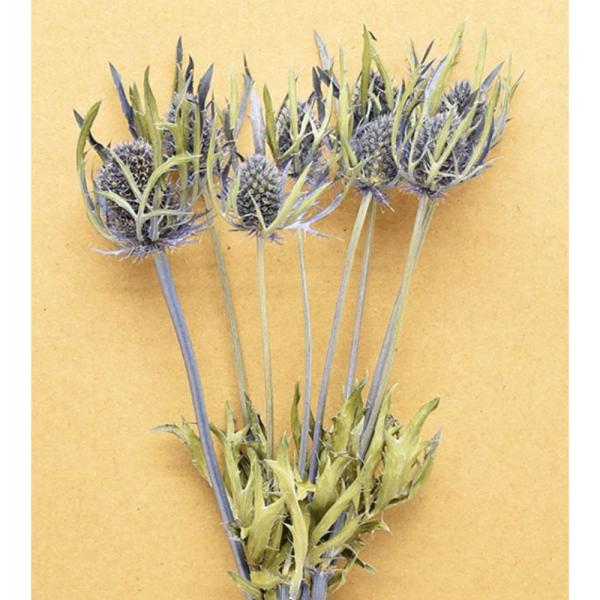 【商品番号：065-01437】/【販売単位】2箱 ※表示価格は、この単位での金額となります/【VAR：81381】date20240909ドライフラワー花材 アザミ・エリンジウム【コアトレーディング】