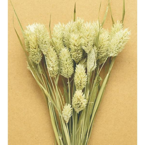 【商品番号：065-01449】/【販売単位】2箱 ※表示価格は、この単位での金額となります/【VAR：81381】date20240909ドライフラワー花材 ポアプランツ【コアトレーディング】