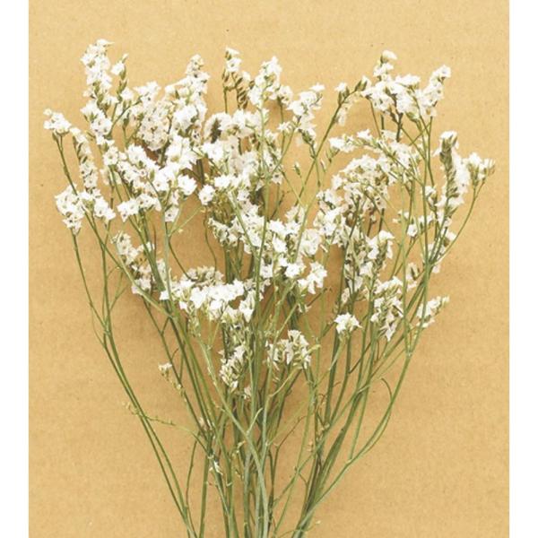 【商品番号：065-01461】/【販売単位】2箱 ※表示価格は、この単位での金額となります/【VAR：81381】date20240909ドライフラワー花材 スターチス【コアトレーディング】