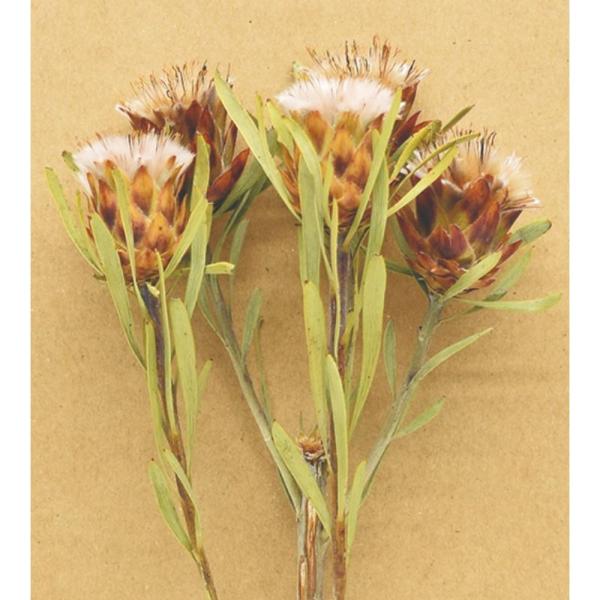 【商品番号：065-01468】/【販売単位】2箱 ※表示価格は、この単位での金額となります/【VAR：81381】date20240909ドライワイルドフラワー その他ワイルドフラワー【コアトレーディング】