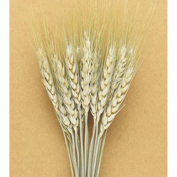 【商品番号：065-01472】/【販売単位】2箱 ※表示価格は、この単位での金額となります/【VAR：81381】date20240909ドライ穂物 ムギ(大麦・小麦)【コアトレーディング】