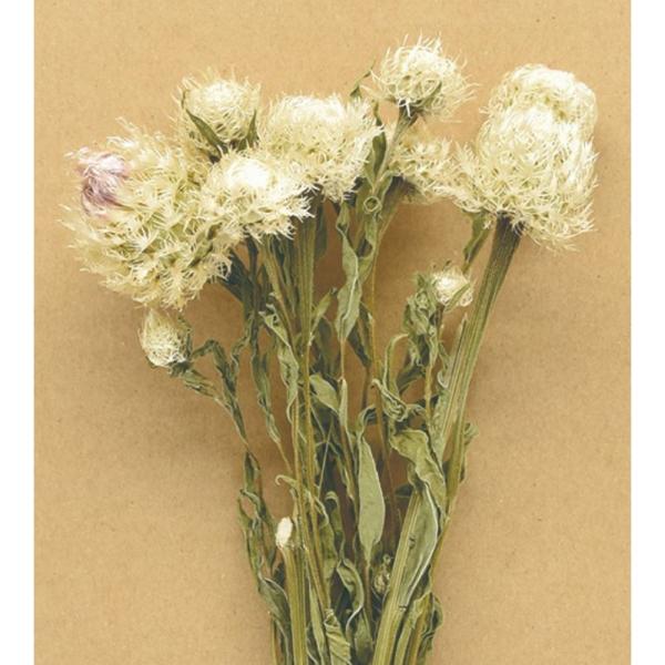 【商品番号：065-01476】/【販売単位】2箱 ※表示価格は、この単位での金額となります/【VAR：81381】date20240909ドライフラワー花材 その他ドライフラワー【コアトレーディング】