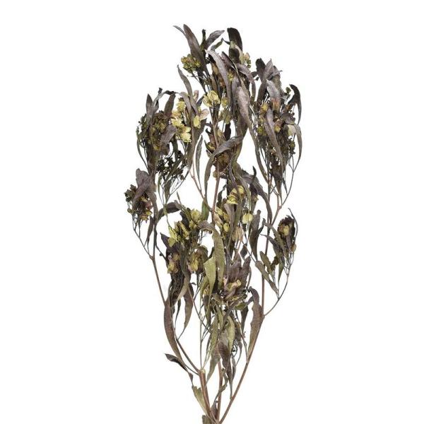 【商品番号：065-01507】/【販売単位】10束 ※表示価格は、この単位での金額となります/【VAR：】date20251103ドライフラワー花材 その他ドライフラワー【コアトレーディング】