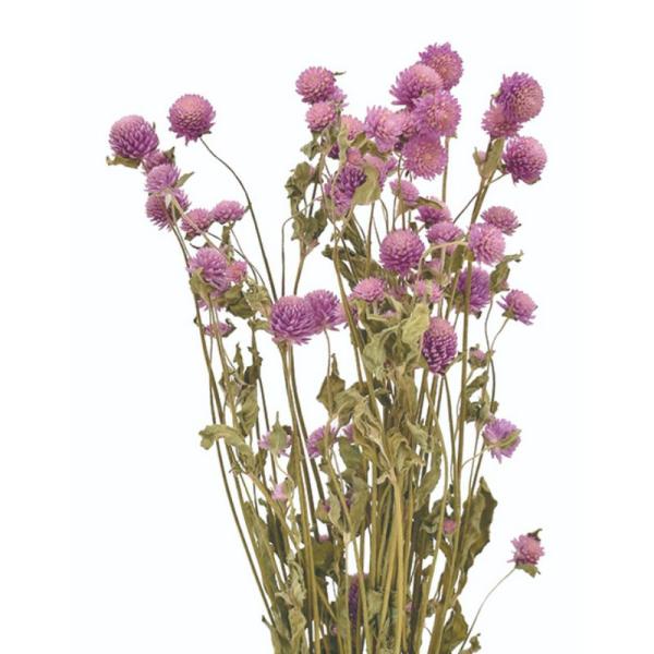 【商品番号：065-01515】/【販売単位】10束 ※表示価格は、この単位での金額となります/【VAR：32386】date20251103ドライフラワー花材 センニチコウ（千日紅）【コアトレーディング】