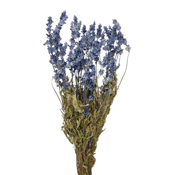 【商品番号：065-01518】/【販売単位】10束 ※表示価格は、この単位での金額となります/【VAR：】date20251103ドライフラワー花材 その他ドライフラワー【コアトレーディング】