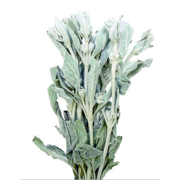 【商品番号：065-01520】/【販売単位】10束 ※表示価格は、この単位での金額となります/【VAR：】date20251103ドライ葉物 葉物【コアトレーディング】