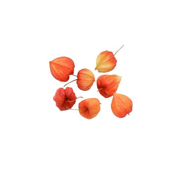 【商品番号：065-01540】/【販売単位】10袋 ※表示価格は、この単位での金額となります/【VAR：】date20251103ドライ実物＆フルーツ【コアトレーディング】