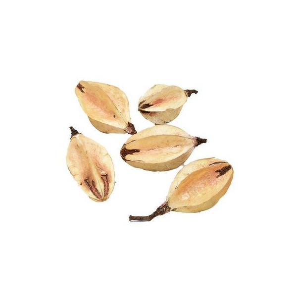 【商品番号：065-01545】/【VAR：】date20251103ドライ実物＆フルーツ 木の実【コアトレーディング】