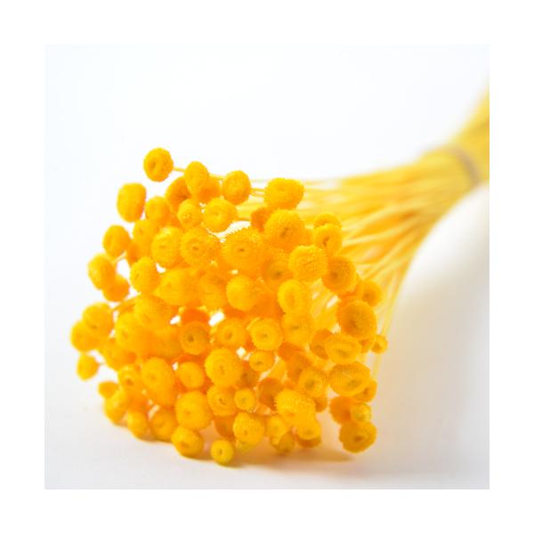 【商品番号：075-00350】/【VAR：52301】20180313new/bk-3016ドライフラワー花材 ボタンフラワー【フロールエバー】