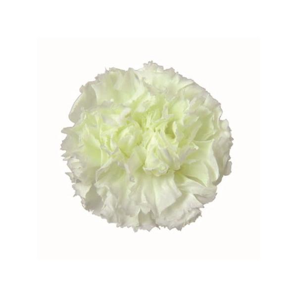 【商品番号：075-00415】/【VAR：8095】4543567567754/20180626new/hahanohiプリザーブドフラワー花材 カーネーション