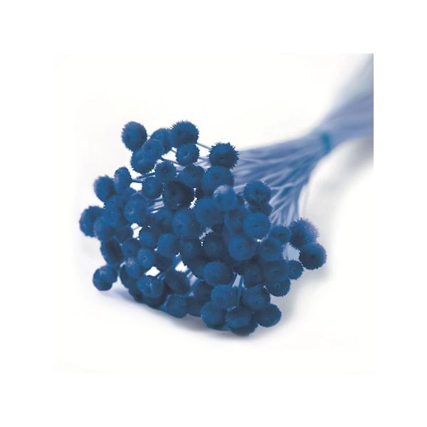 【商品番号：075-00473】/【VAR：52301】4543567860664/20180626new/bk-3016ドライフラワー花材 ボタンフラワー【フロールエバー】