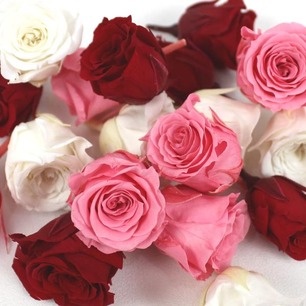 【商品番号：075-00568】/【VAR：11472】20190227new/bk-1021/assortpd19/15px-003/16v-003/bk-2021/hahanohi/bk-3001/bk-4001プリザーブドフラワー花材...