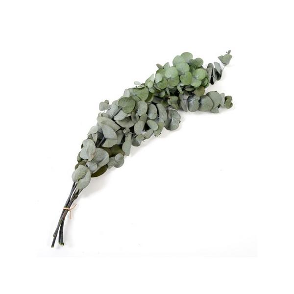 【商品番号：075-00986】/【VAR：67671】20230704new/color20230919プリザーブドグリーン 葉物【フロールエバー】