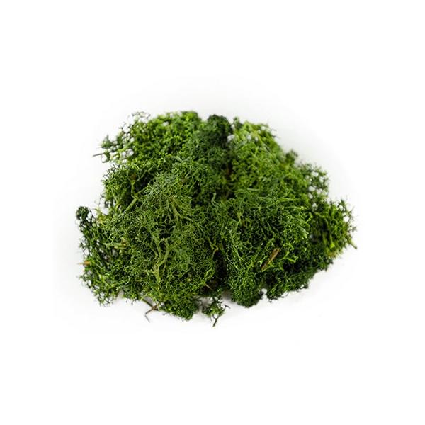 【商品番号：075-01040】/【VAR：77131】20230704new/color20230919/プラスフラワープリザーブドグリーン モス・苔