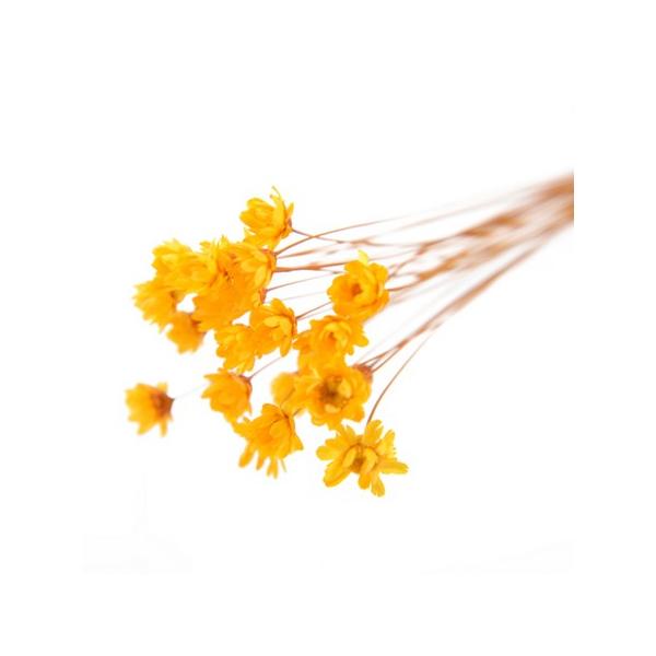 【商品番号：075-01062】/【VAR：77129】date20231205/プラスフラワードライフラワー花材 スターフラワー【フロールエバー】