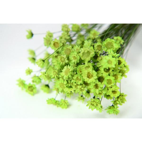 【商品番号：075-01146】/【VAR：27684】date20240709/ドライフラワー花材 スターフラワー【フロールエバー】