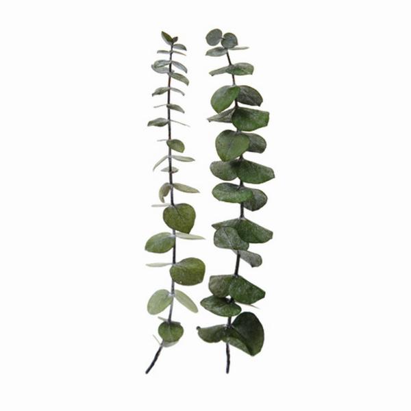 【商品番号：075-01162】/【VAR：】date20240709/プラスフラワー/プリザーブドグリーン 葉物