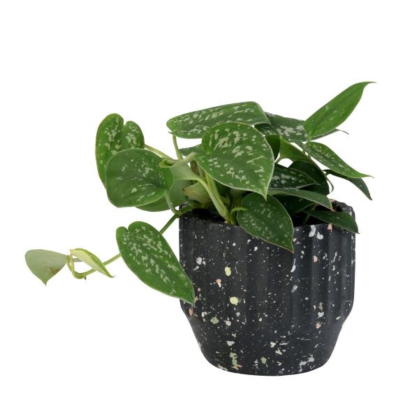 【商品番号：166-01027】【VAR：22879】date20230822 園芸用品 植木鉢・フラワーポット テラコッタ(素焼き) ガーデニング雑貨 ガーデン雑貨 ガーデニング用品 ガーデン用品 ガーデニング ガーデン お庭 ベランダ ...