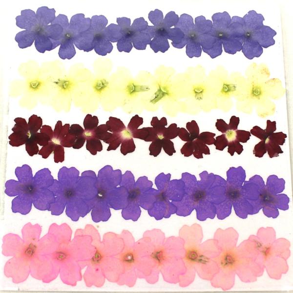 【商品番号：169-00012】/【VAR：】20190701new/bk-2002/bk-3007ドライフラワー花材 押し花