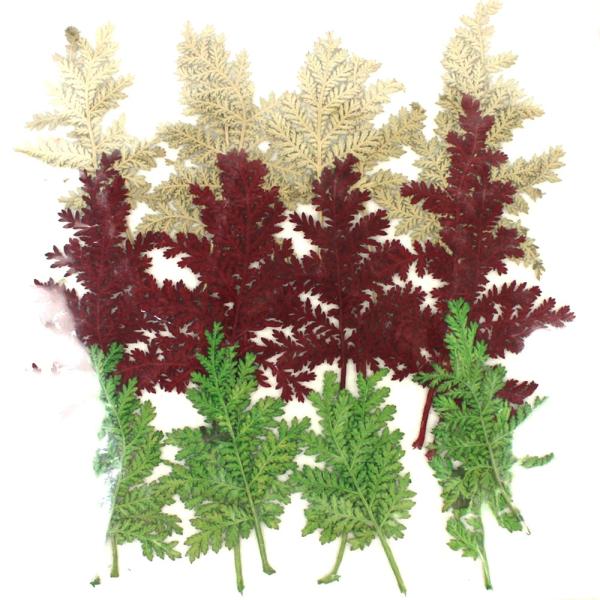 【商品番号：169-00023】/【VAR：】20190701new/bk-3007ドライフラワー花材 押し花