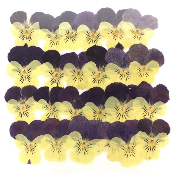 【商品番号：169-00027】/【VAR：】20190701new/bk-3007ドライフラワー花材 押し花