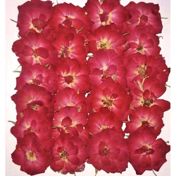 【商品番号：169-00028】/【VAR：】20190701new/bk-3007ドライフラワー花材 押し花