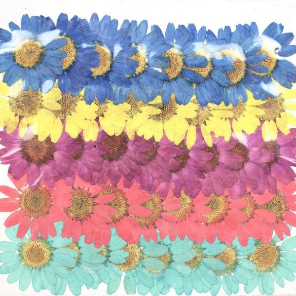 【商品番号：169-00035】20190823new/bk-2002/bk-3007 ドライフラワー花材 押し花