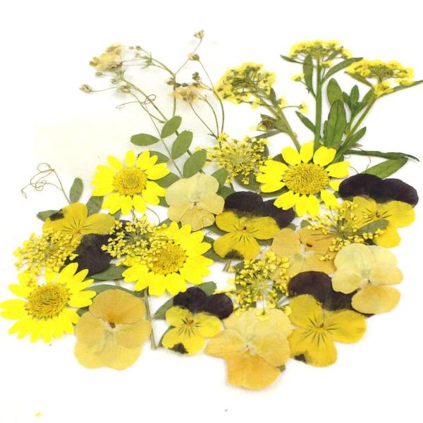 【商品番号：169-00041】/【VAR：】20191001new/bk-2002/bk-3007ドライフラワー花材 押し花