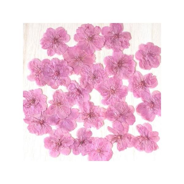 【商品番号：169-00045】/【VAR：】20200221new/bk-2002/bk-3007ドライフラワー花材 押し花