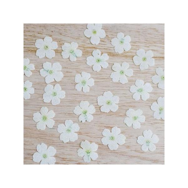 【商品番号：169-00051】/【VAR：】20200221new/bk-3007ドライフラワー花材 押し花