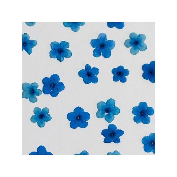 【商品番号：169-00053】/【VAR：】20200221new/bk-3007ドライフラワー花材 押し花