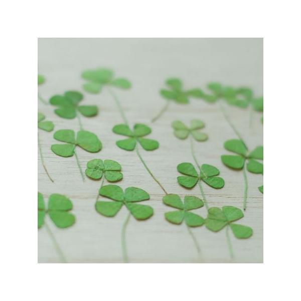 【商品番号：169-00056】/【VAR：】20200221new/bk-3007ドライフラワー花材 押し花