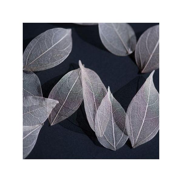 【商品番号：169-00061】/【VAR：】20200221new/bk-3007ドライフラワー花材 押し花