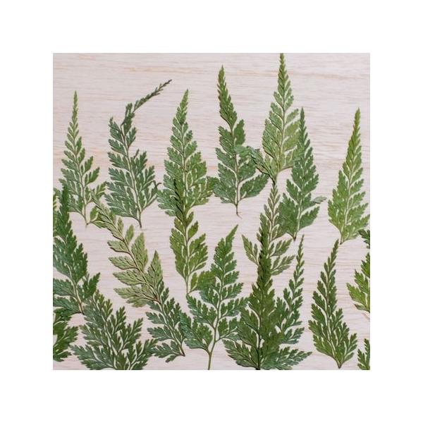 【商品番号：169-00077】/【VAR：】20200221new/bk-3007ドライフラワー花材 押し花