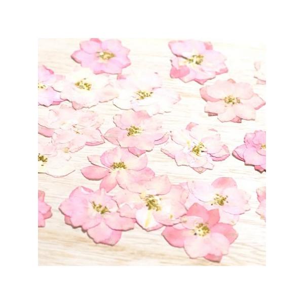 【商品番号：169-00079】/【VAR：】20200221new/bk-2002/bk-3007ドライフラワー花材 押し花