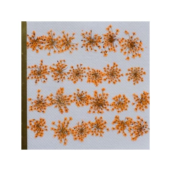 【商品番号：169-00083】/【VAR：67546】20200221new/bk-3007/color20230919ドライフラワー花材 押し花