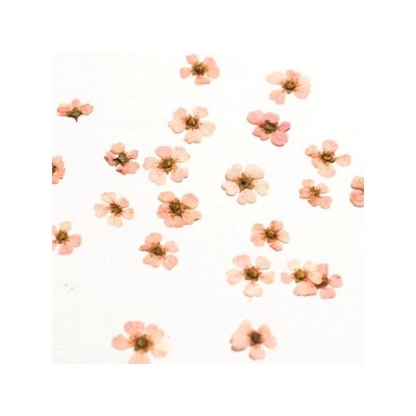 【商品番号：169-00092】/【VAR：】20200221new/bk-3007/color20230919/milkypinkドライフラワー花材 押し花